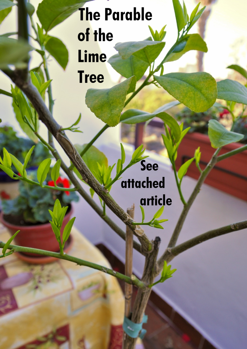 The Parable of the Lime Tree (true story) – Diakrisis Project